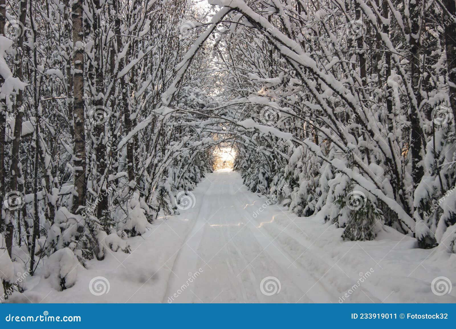 Snow Road through the Winter Forest. Pass through a Dense Winter Forest ...