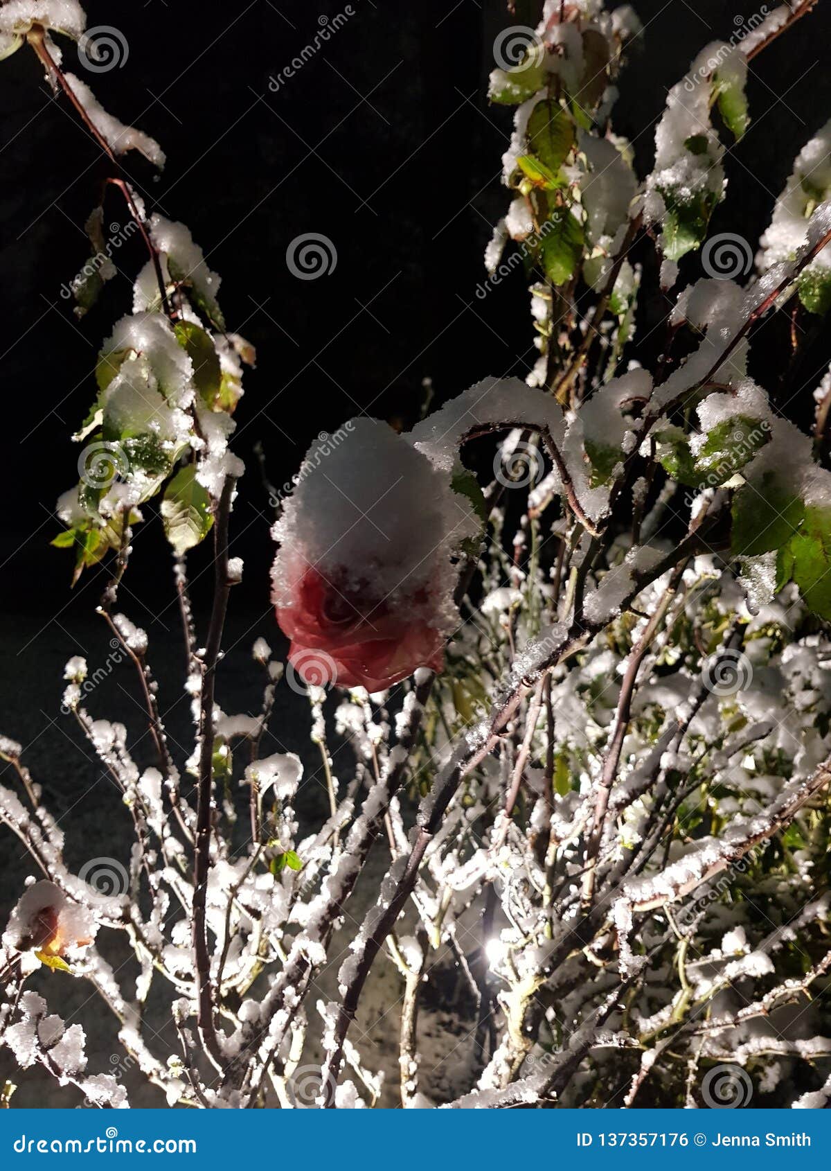 Snow Rose stock photo. Image of ight, rose, snow, covered - 137357176