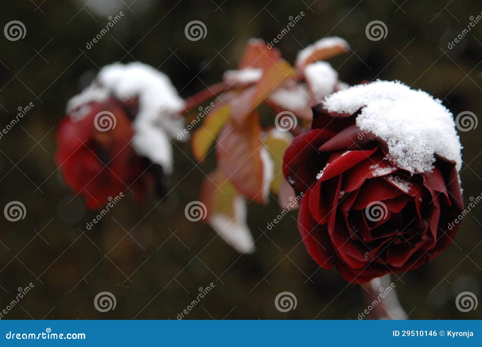 Snow on roses stock photo. Image of passion, precipitation - 29510146