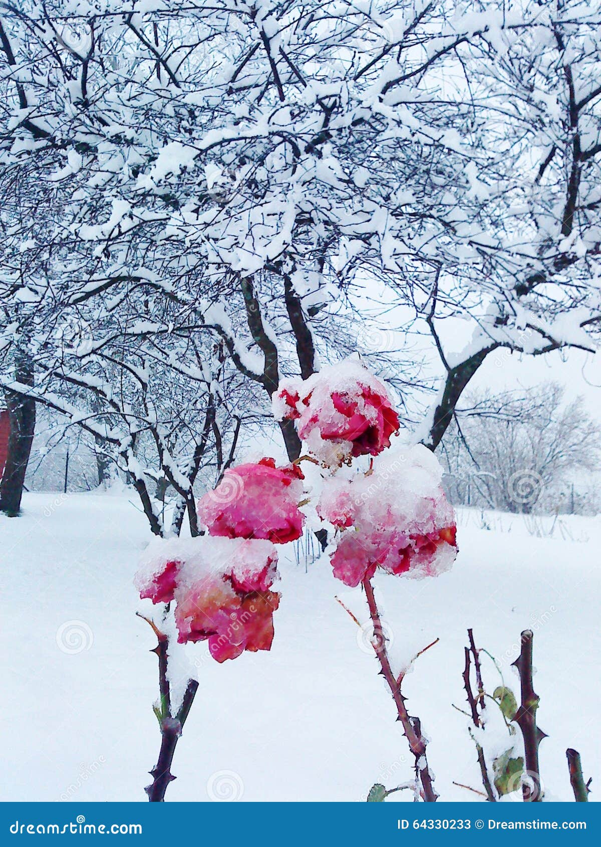 Snow roses stock image. Image of trees, flowers, frozen - 64330233