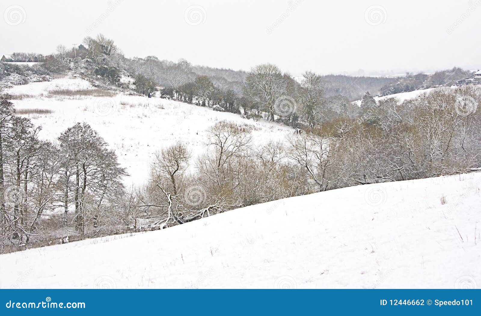 Snow scene stock photo. Image of clean, rural, bleak - 12446662