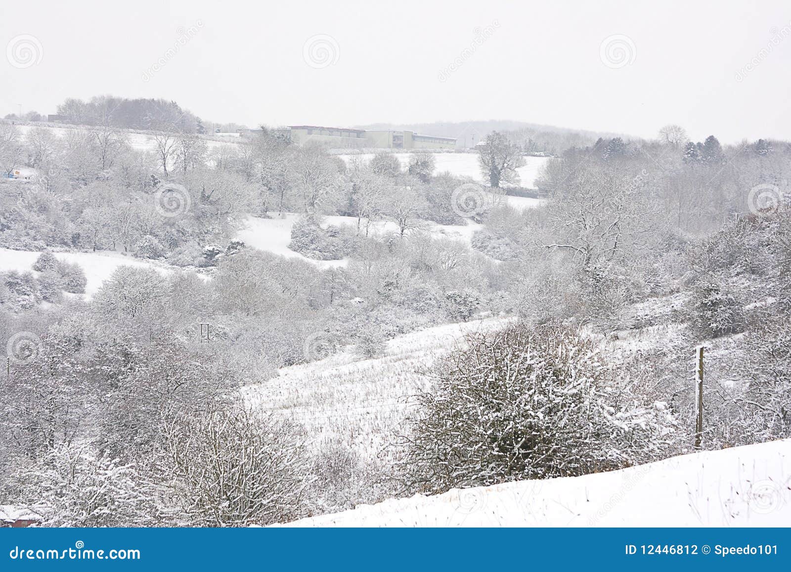 Snow scene stock photo. Image of cold, frozen, pure, beauty - 12446812