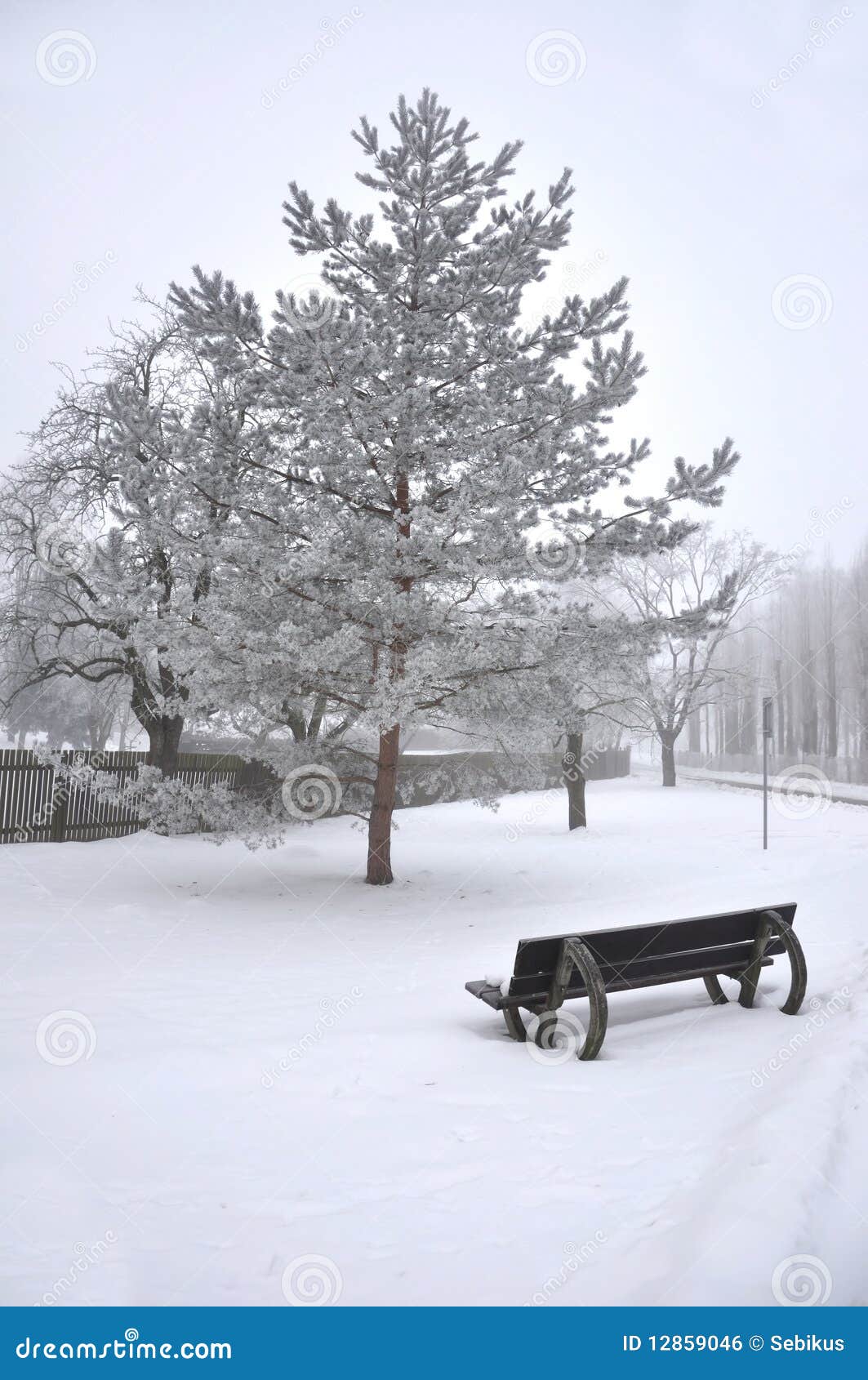 Snow scene stock photo. Image of branches, cold, bright - 12859046