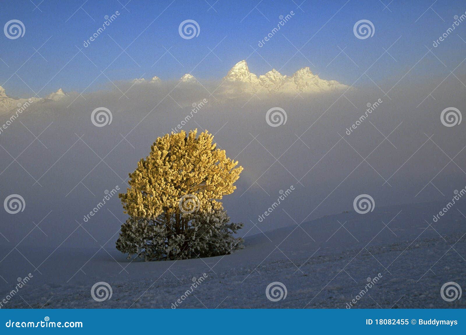 Snow Scene with Juniper Tree Stock Image - Image of cloud, storm: 18082455