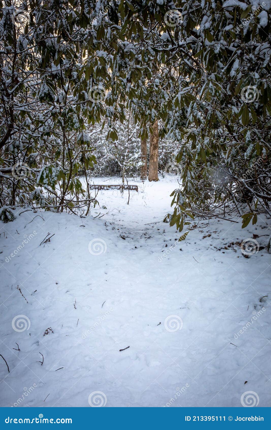 Snow Scene with a Tunnel through Trees in Winter Stock Image - Image of ...