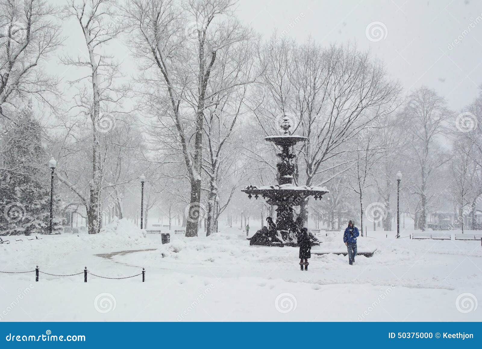 Snow Scenes stock photo. Image of trees, common, scenery - 50375000