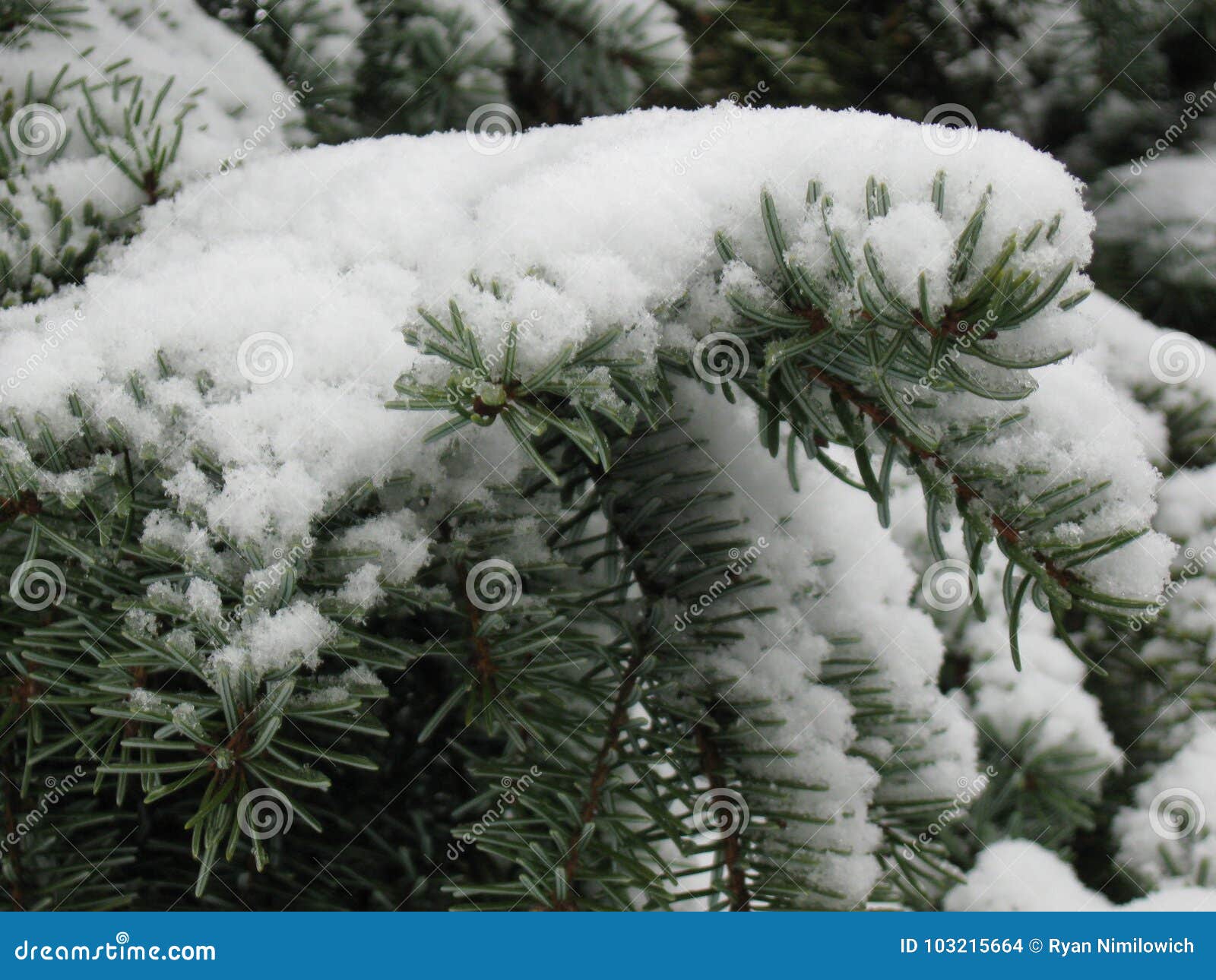 Winters Touch on a Evergreen Stock Photo - Image of snow, winters ...