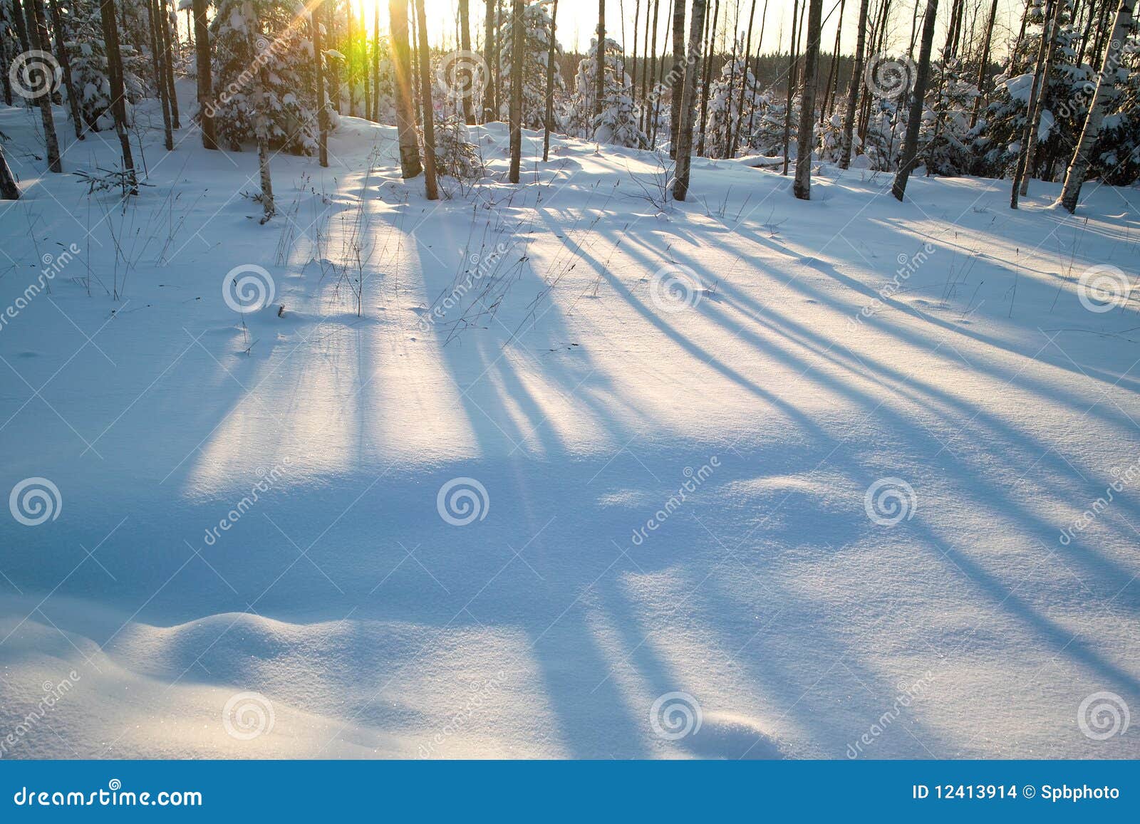 Snow shadows stock photo. Image of christmas, forest - 12413914