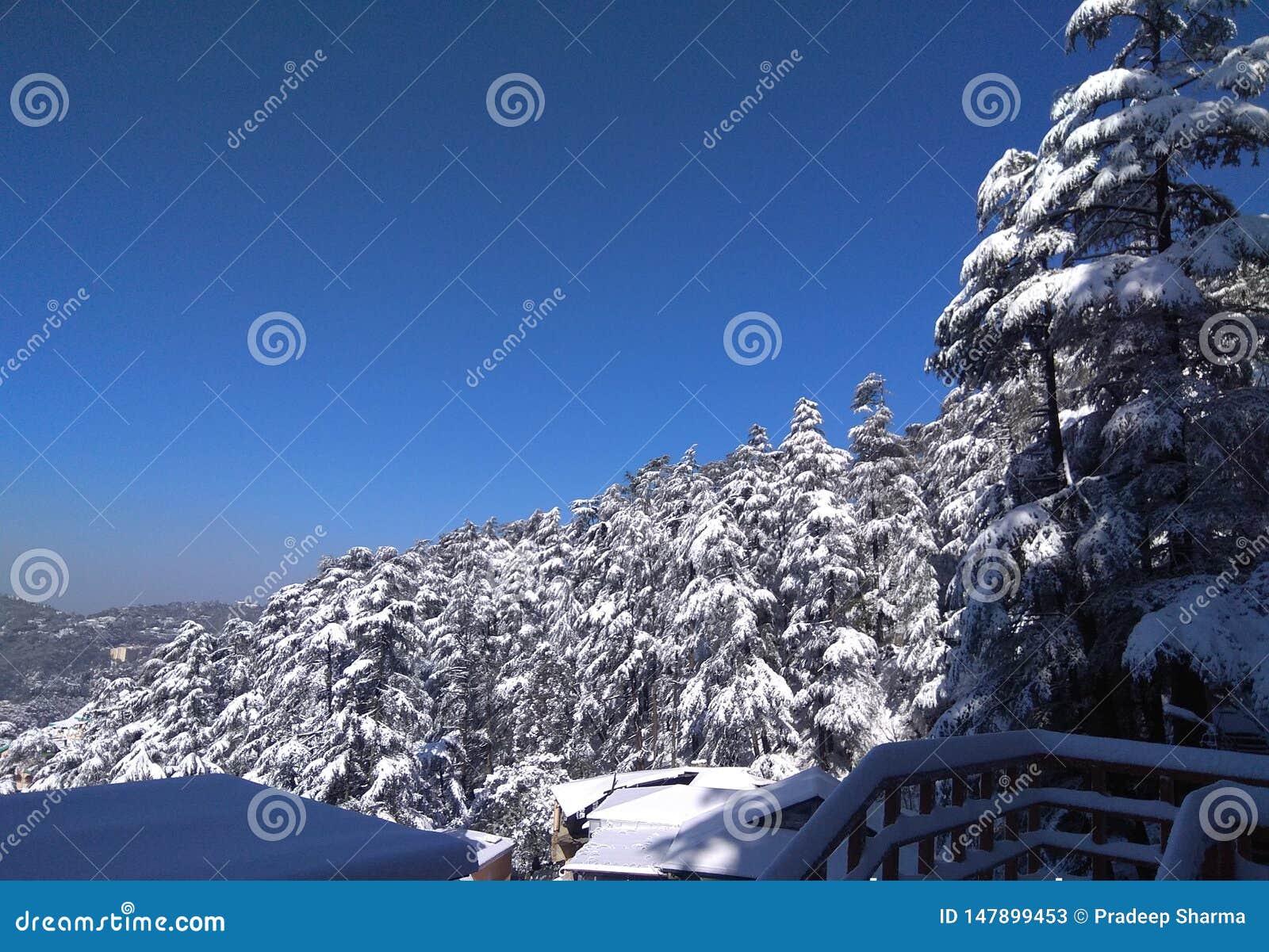 Snow in shimla hills stock image. Image of conical, trees - 147899453