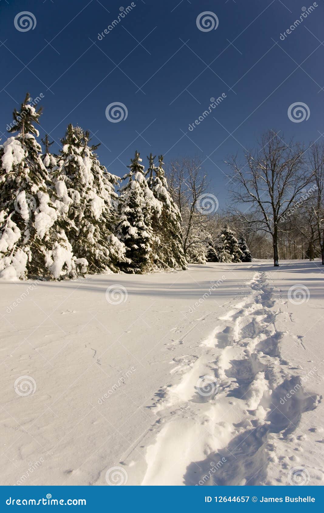 Snow shoe tracks stock image. Image of activities, snowshoe - 12644657