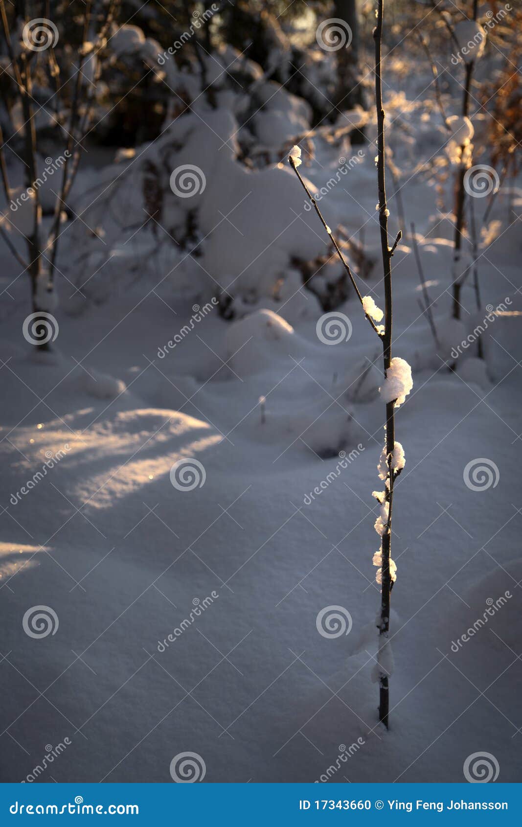 Snow in small tree stock photo. Image of bare, beauty - 17343660