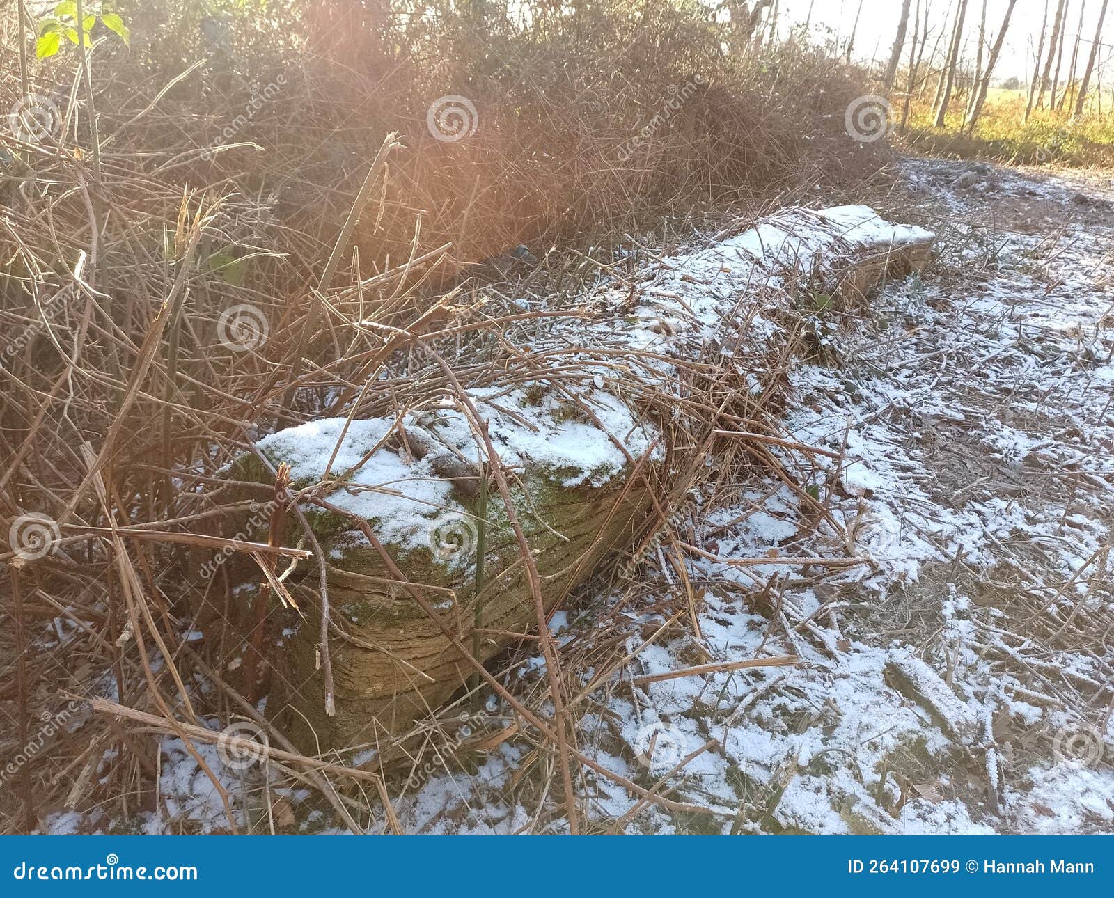 Snow, Snowy Log, Winter, Cold , Nature Stock Image - Image of wetland ...