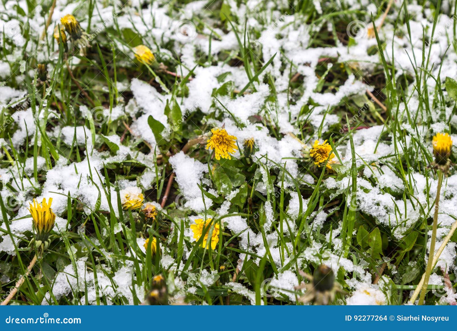 Snow in Spring, Dandelions in Snow, 11.05.2017 Minsk, Belarus. Stock ...