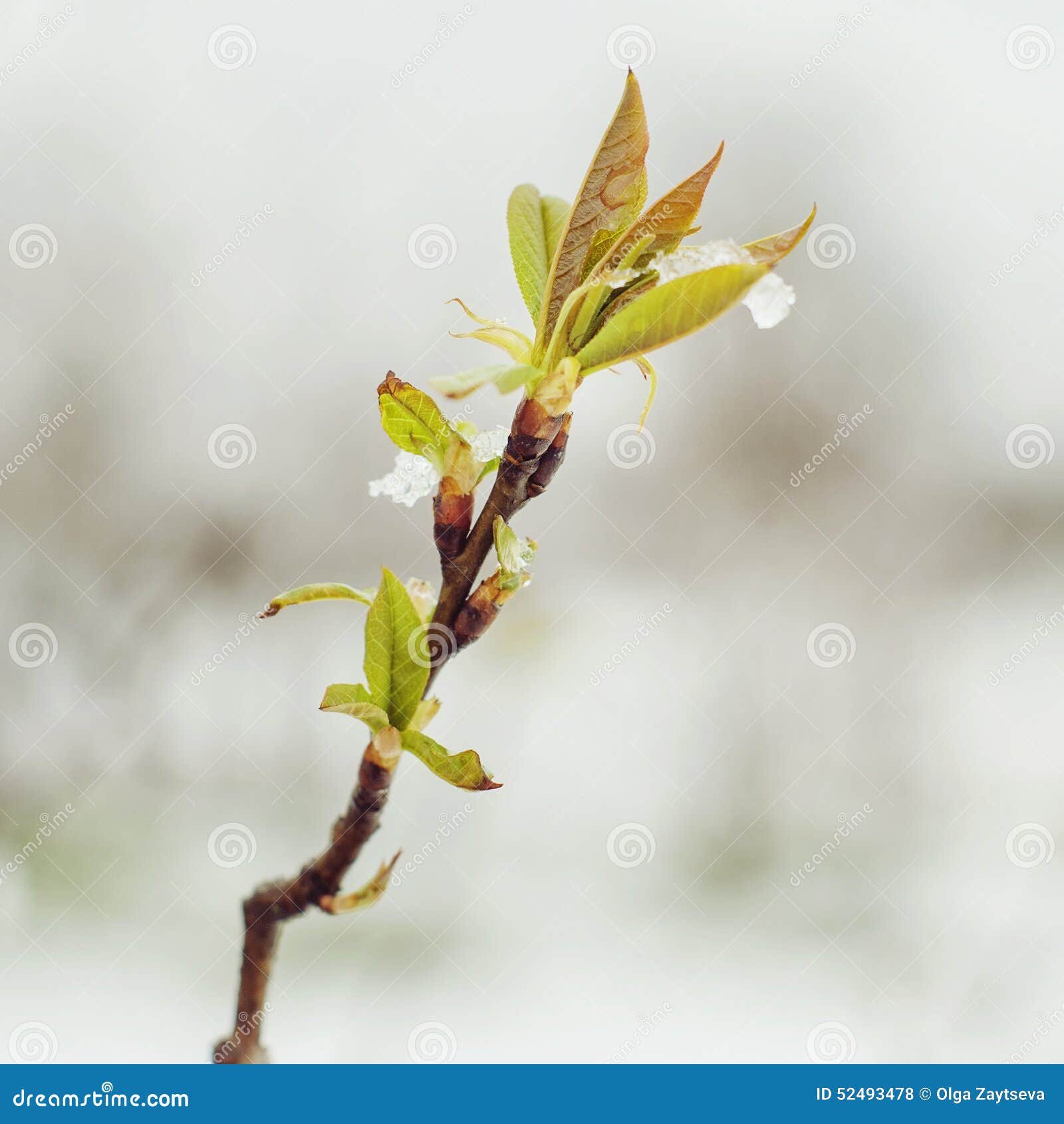 Snow on the Spring Tree Branches Stock Photo - Image of closeup, color ...