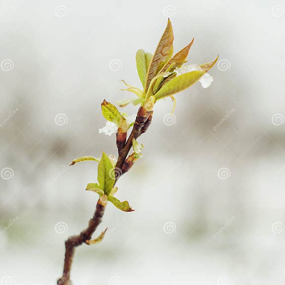 Snow on the Spring Tree Branches Stock Photo - Image of closeup, color ...