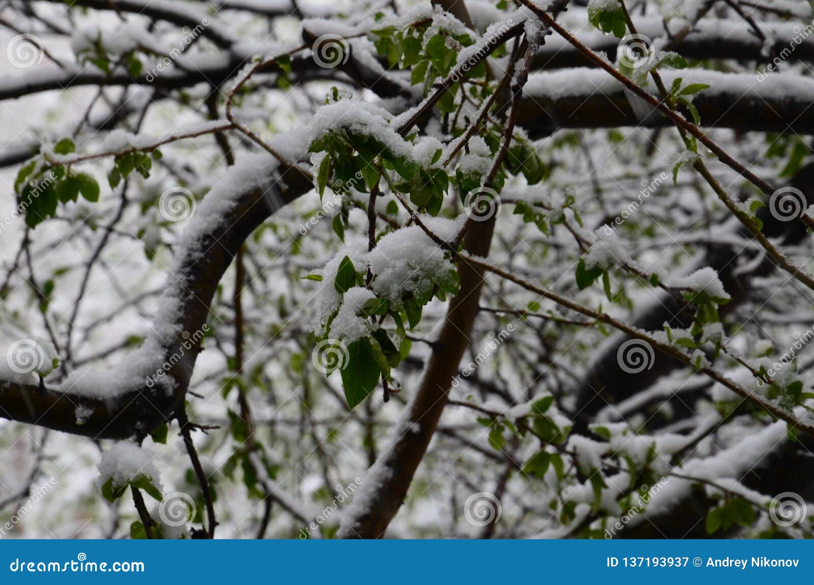 Snow on a spring tree stock image. Image of small, spring - 137193937