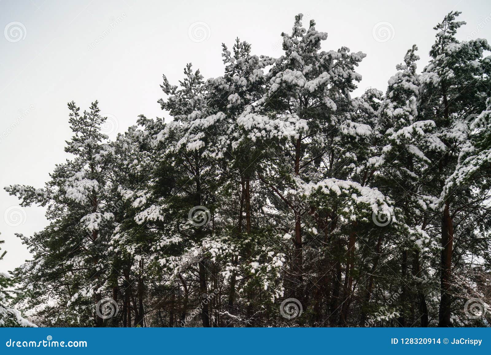 Snow on Spruce Tree Branches in the Woods on a Grey and Cold Win Stock ...