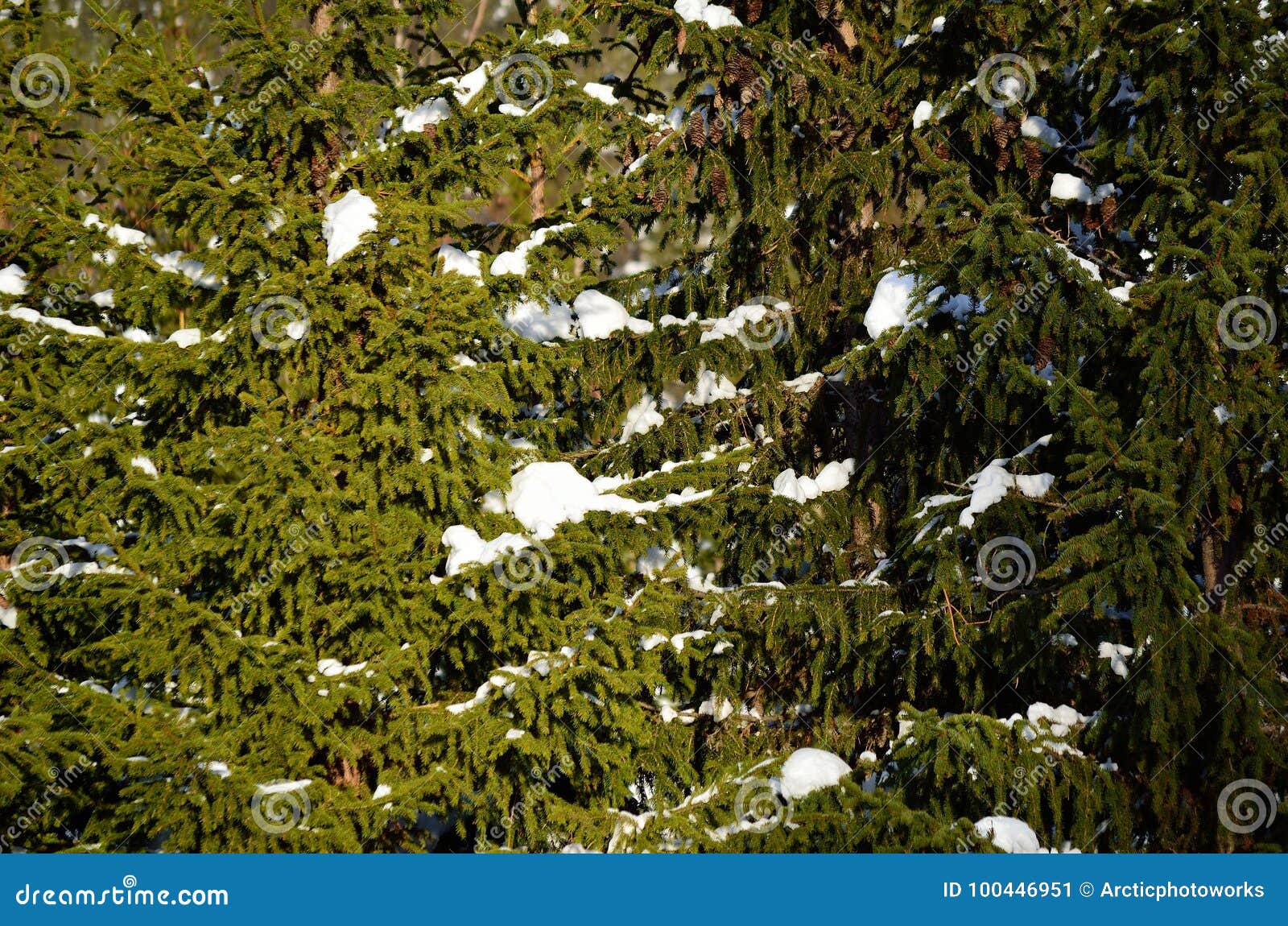 Snow on spruce tree forest stock image. Image of sunny - 100446951