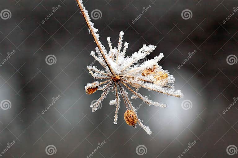 Snow star stock image. Image of light, cold, garden, season - 628967