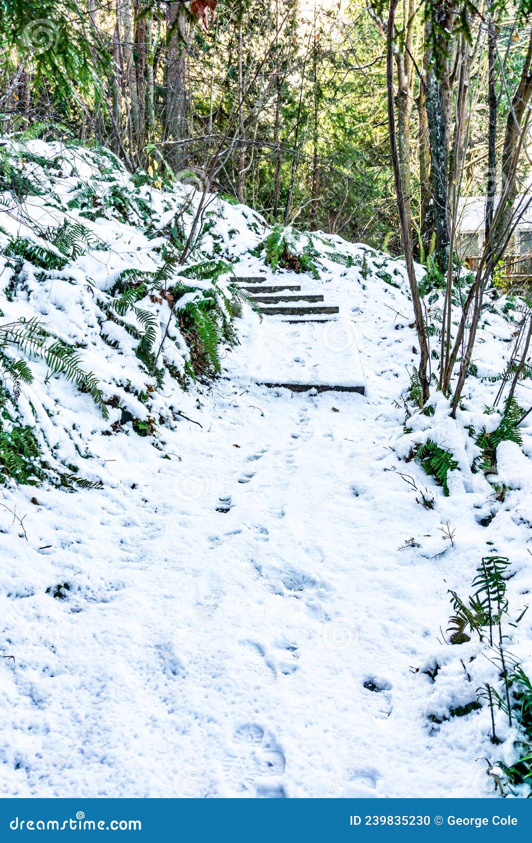 Snow on Steps stock photo. Image of outdoors, stairs - 239835230