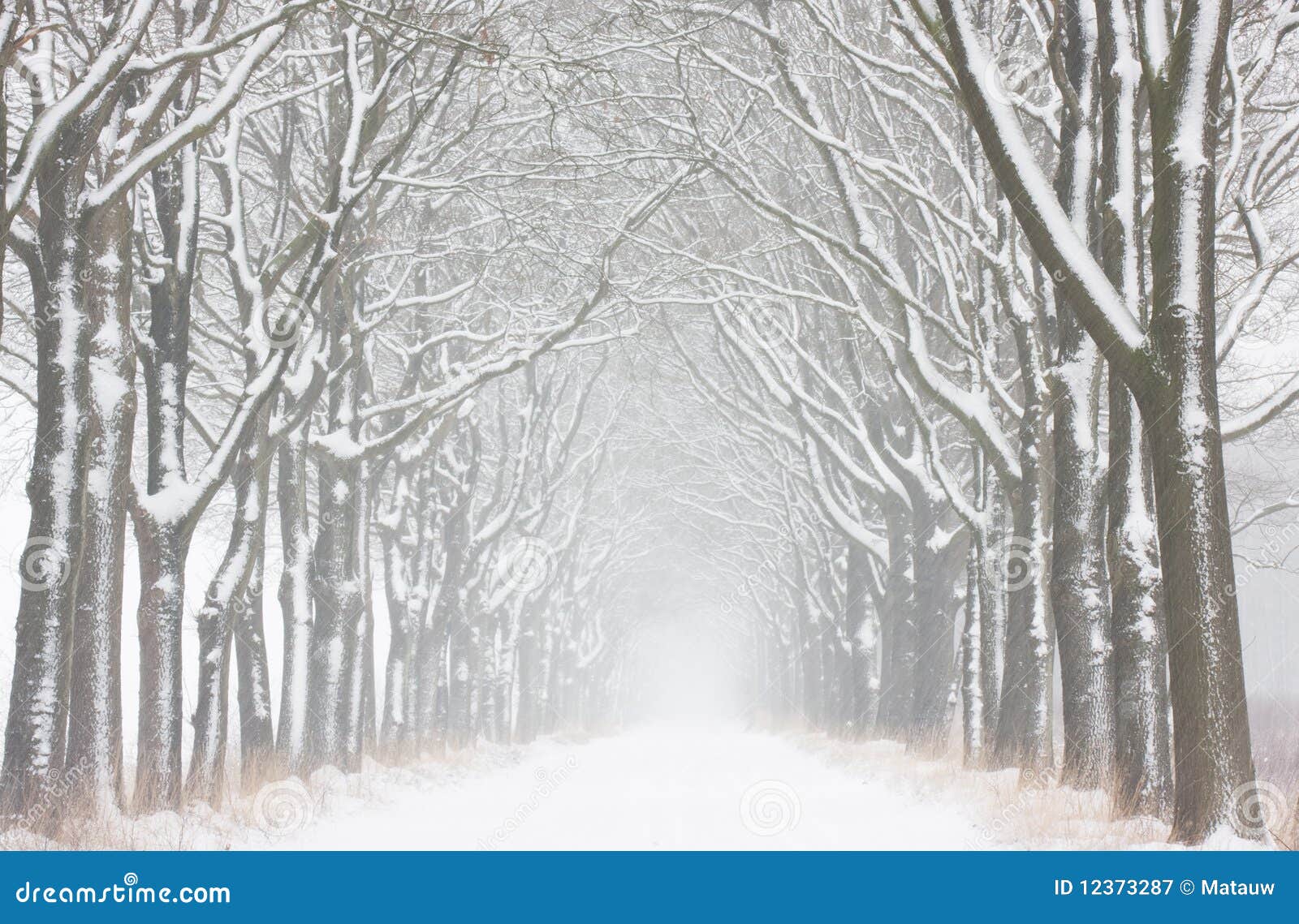 Snow storm stock image. Image of trees, winter, white - 12373287
