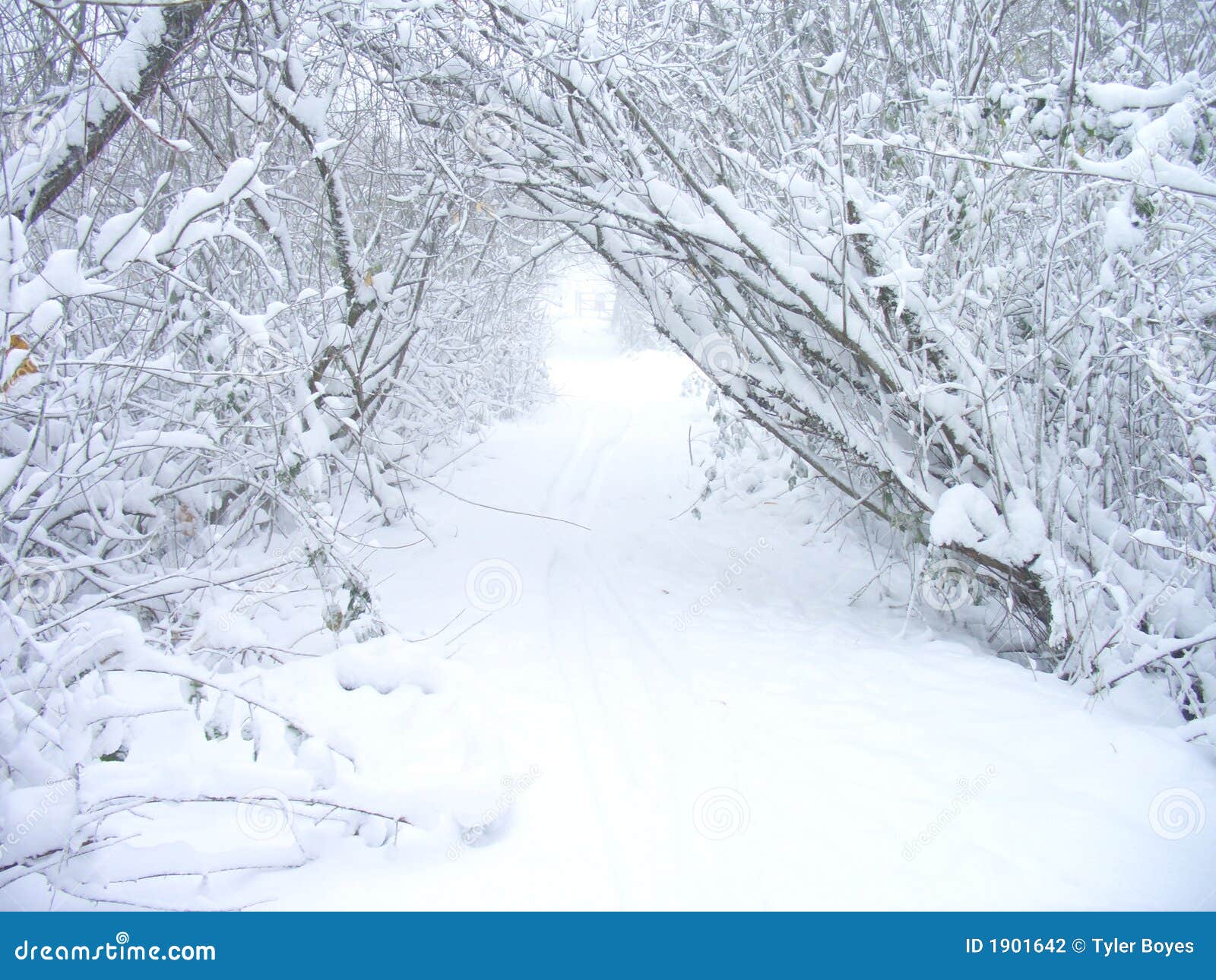 Snow Storm stock photo. Image of january, background, festive - 1901642
