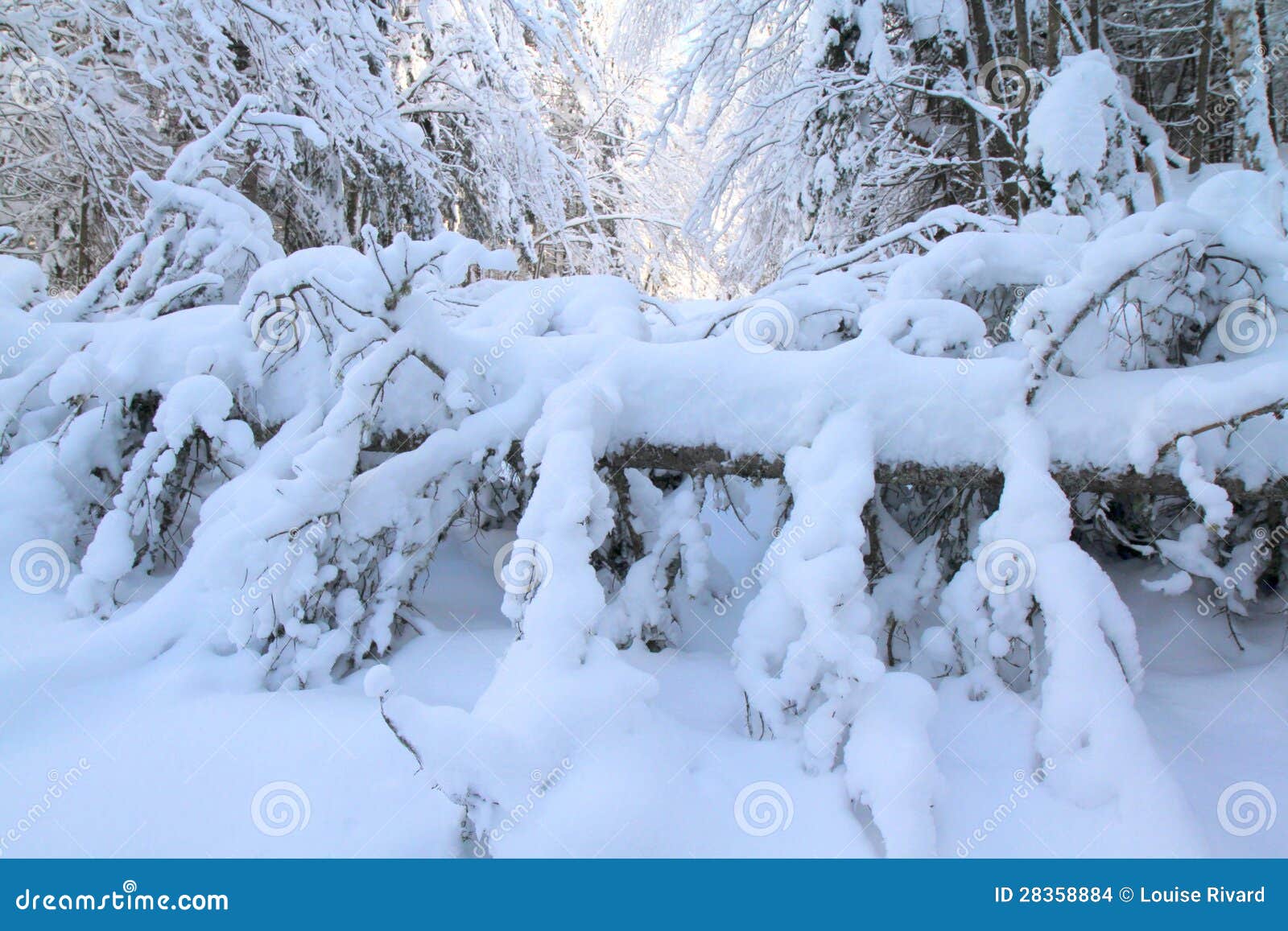 After snow storm stock photo. Image of snow, forest, winter - 28358884