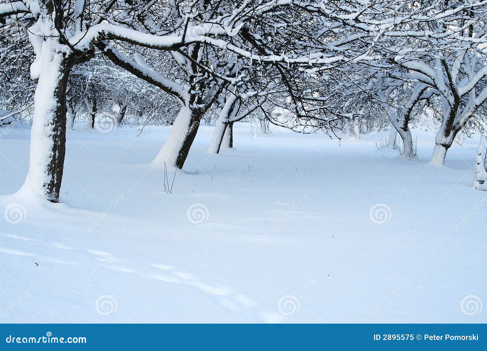 After Snow Storm stock image. Image of freezing, winter - 2895575