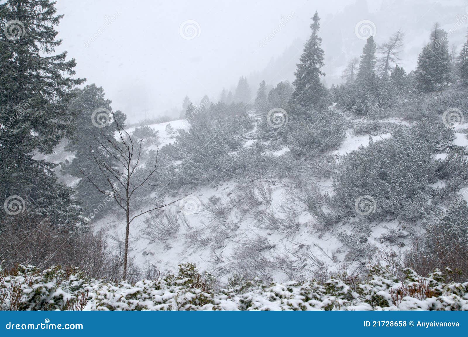 Snow storm in the Alps stock photo. Image of gloomy, forest - 21728658