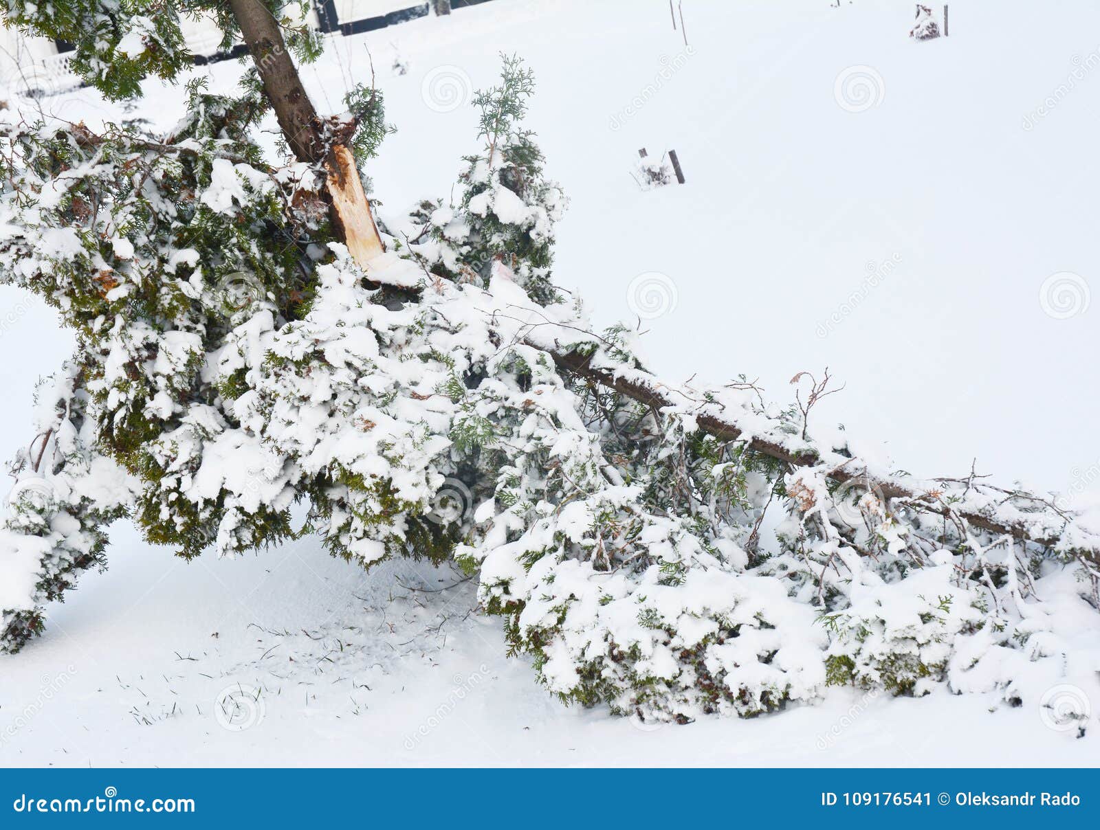 After the Snow Storm: Coping with Snow- and Ice-Damaged Trees. Stock ...