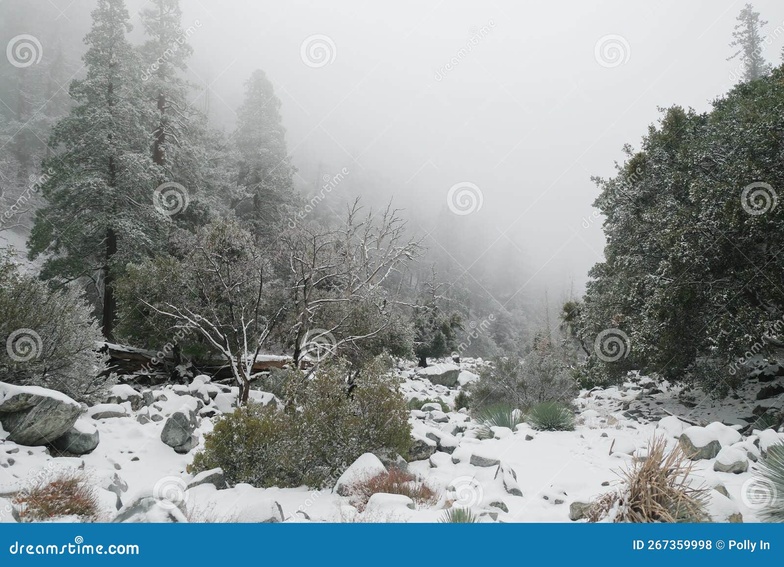 Snow Storm in the Mountain during Extremely Cold Weather Stock Photo ...