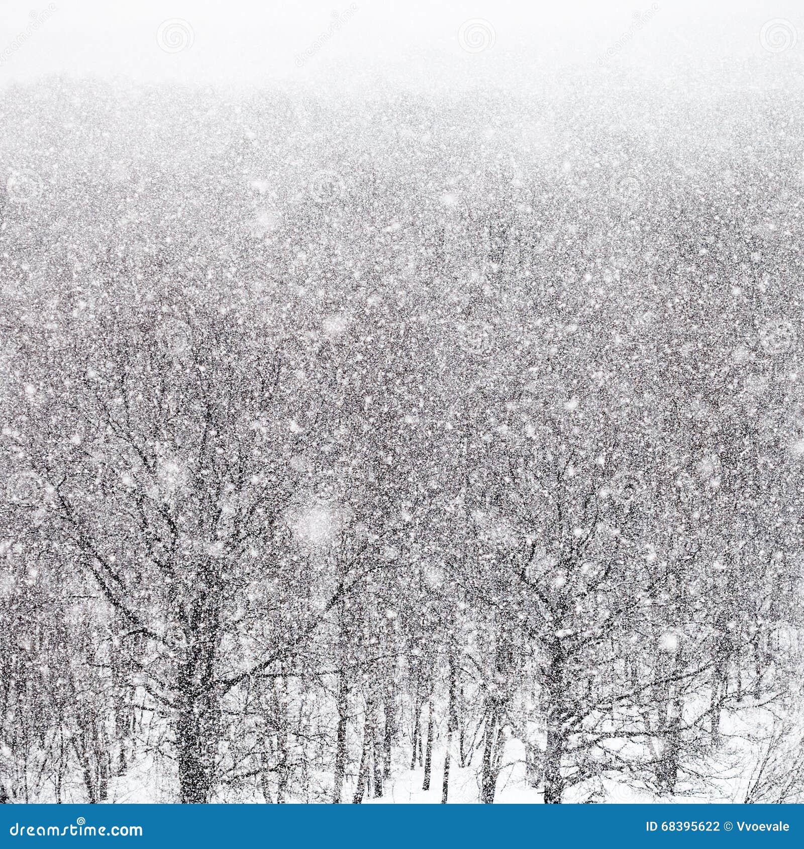 Snow Storm Over Forest in Winter Stock Photo - Image of outdoors, snow ...