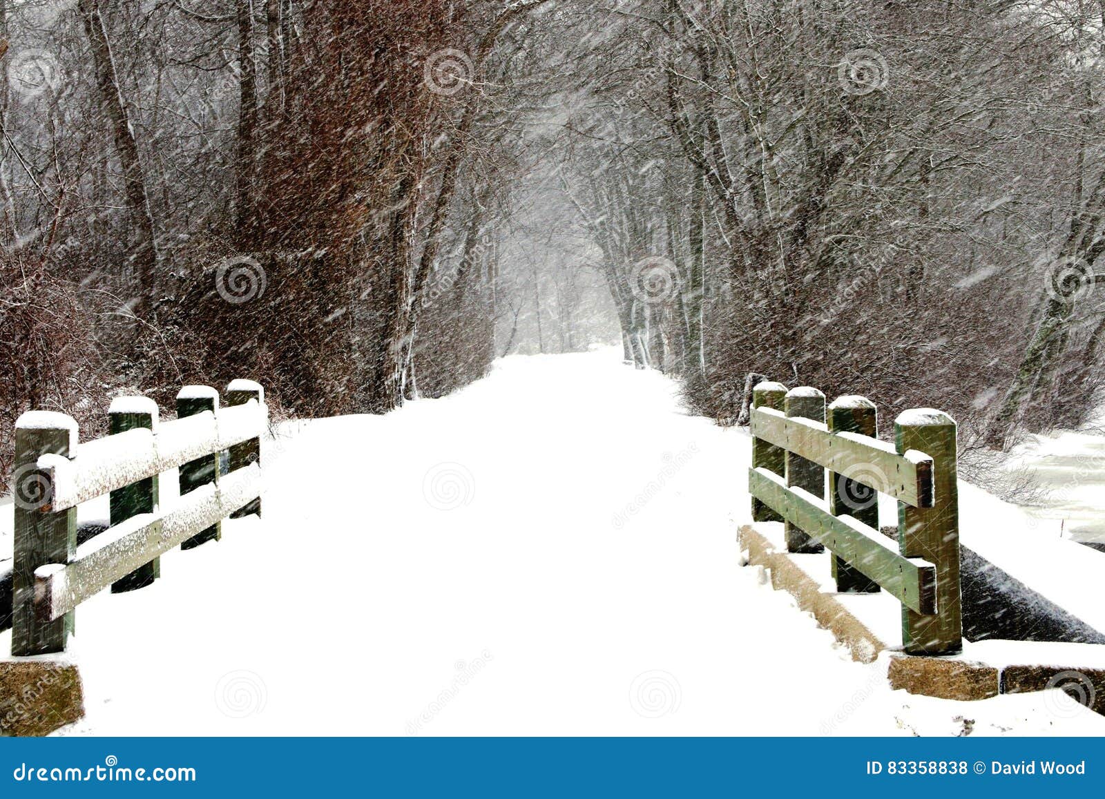 Snow storm in the park stock photo. Image of landscape - 83358838