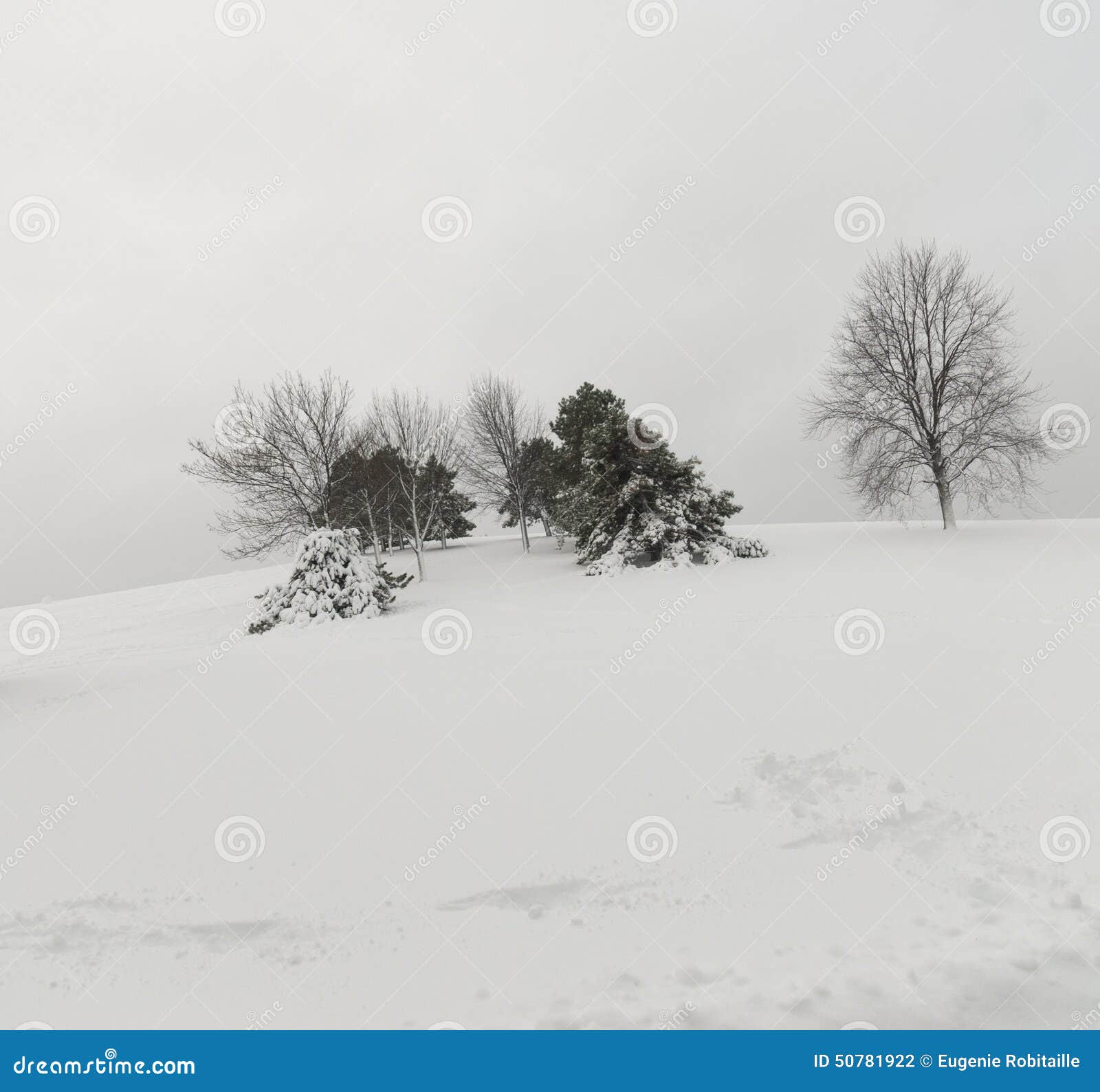 After the Snow Storm in the Park Stock Photo - Image of snow, winter ...