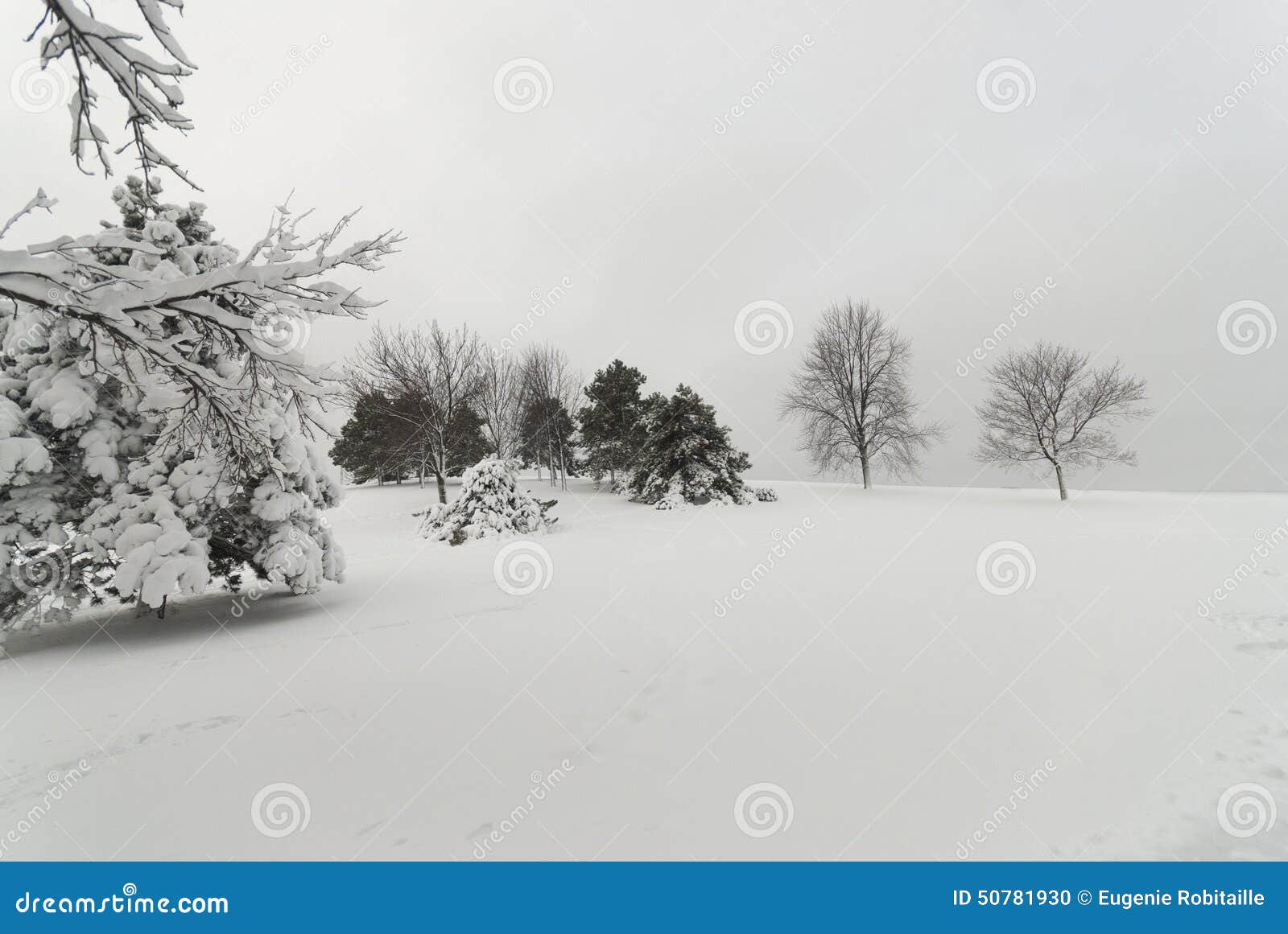 After the Snow Storm in the Park Stock Photo - Image of grey, nature ...