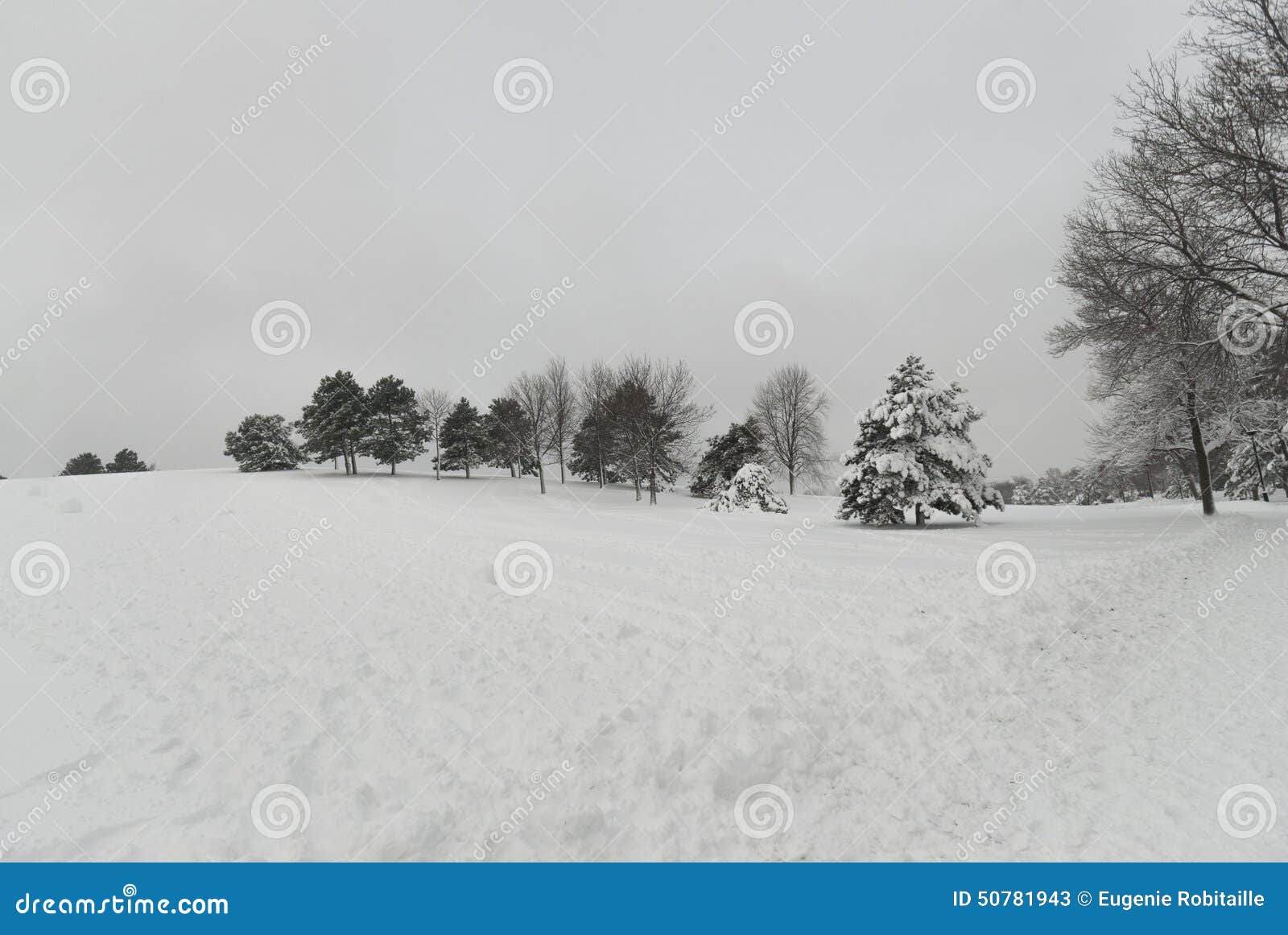 After the Snow Storm in the Park Stock Image - Image of parc, trees ...