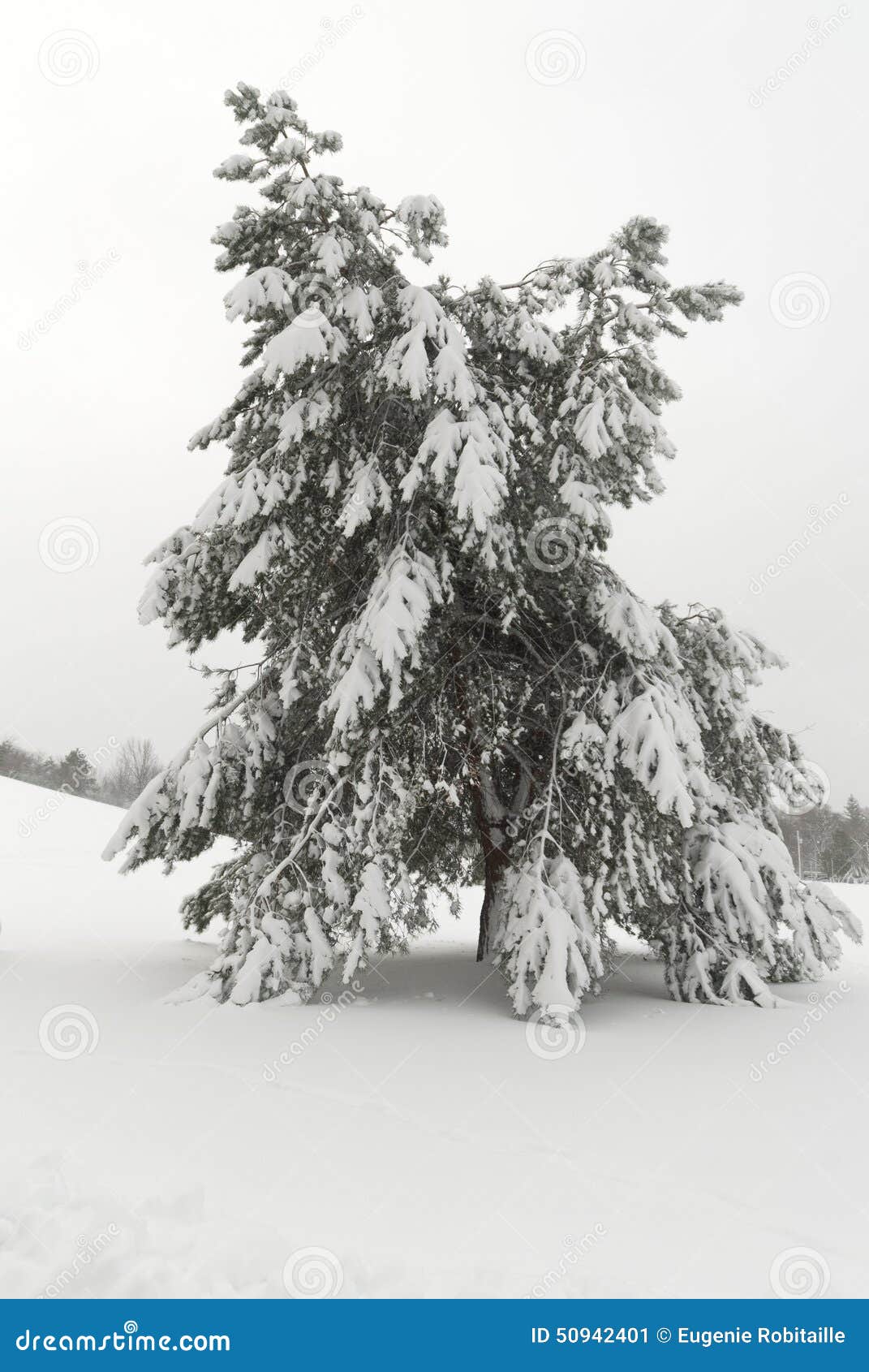After the Snow Storm in the Park on an Overcast Day Stock Image - Image ...