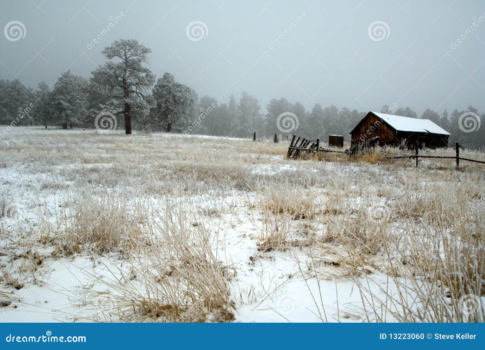 Snow Storm on the Ranch Colorado Stock Photo - Image of evergreen, high ...
