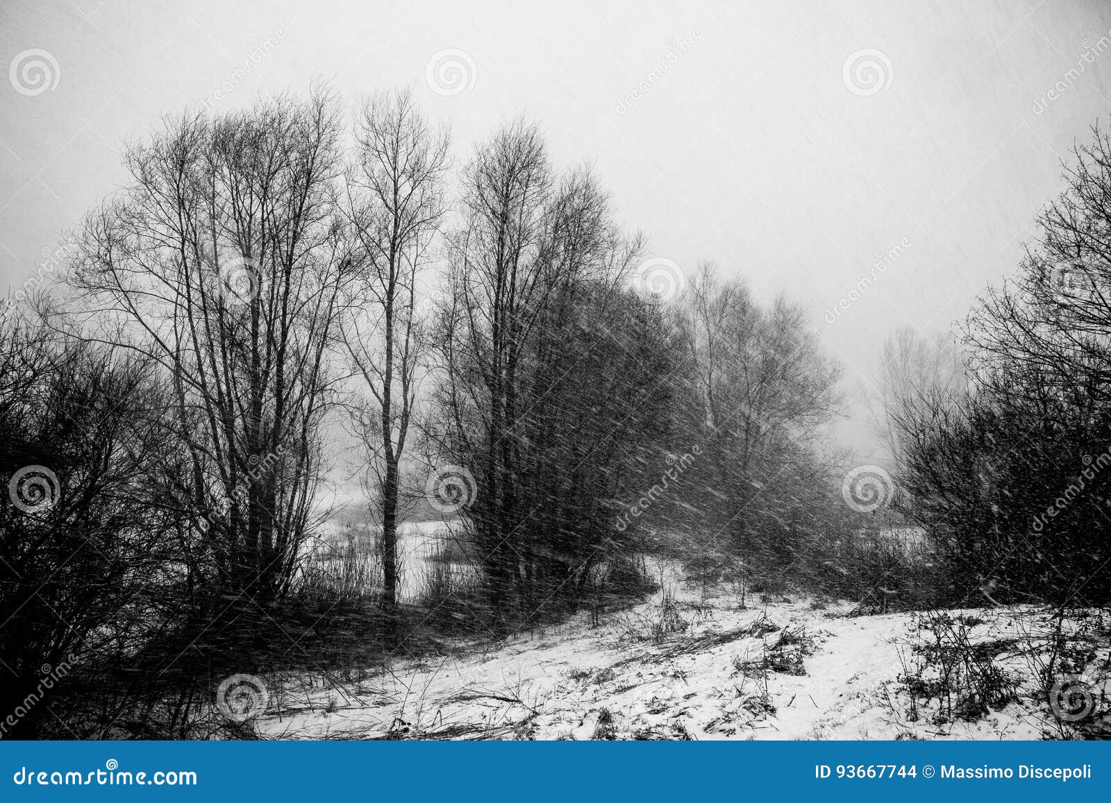 Snow storm and trees stock photo. Image of frost, landscape - 93667744