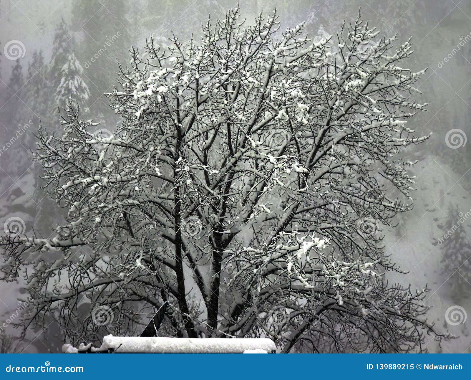 Snow flakes on the tree stock image. Image of house - 139889215