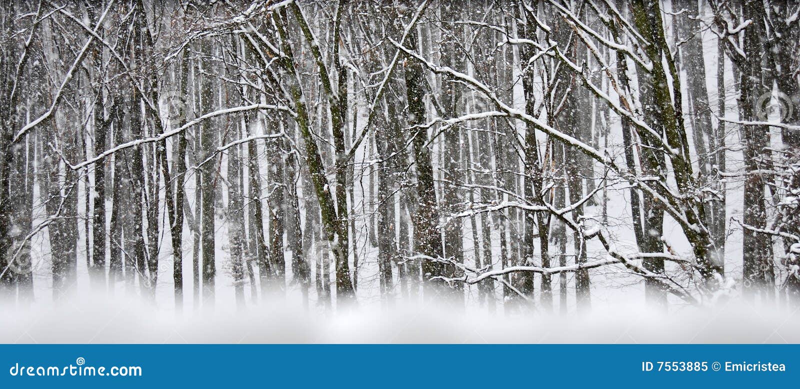 Snow Storm in Winter Forest Stock Image - Image of story, landscape ...
