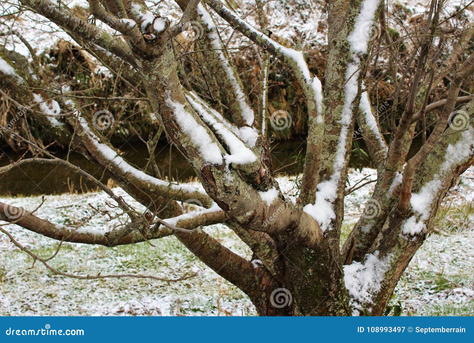 Snow on Tree Branches in Southern Japan Stock Image - Image of bank ...