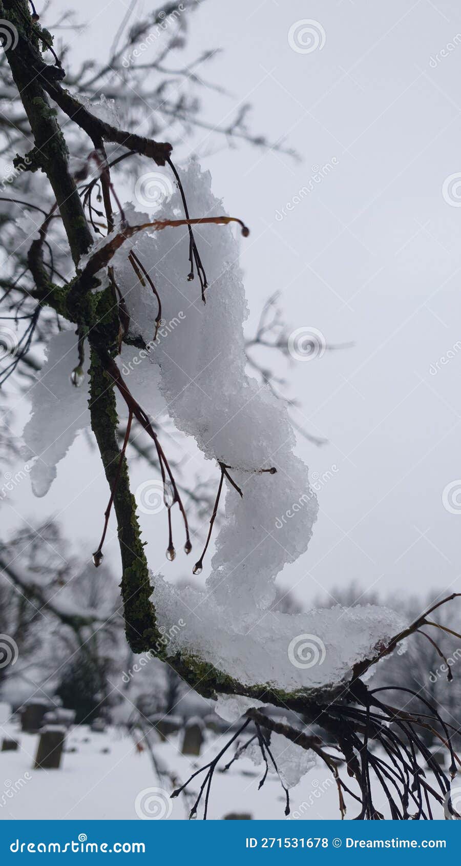 Snow Stuck on Tree Branches Stock Photo - Image of tree, plant: 271531678