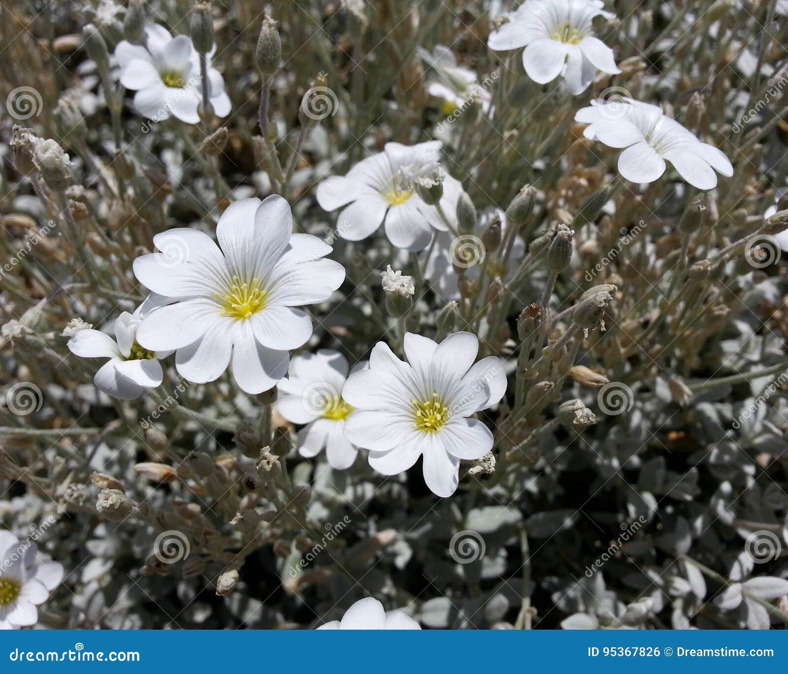 Snow in Summer stock photo. Image of bright, blooming - 95367826