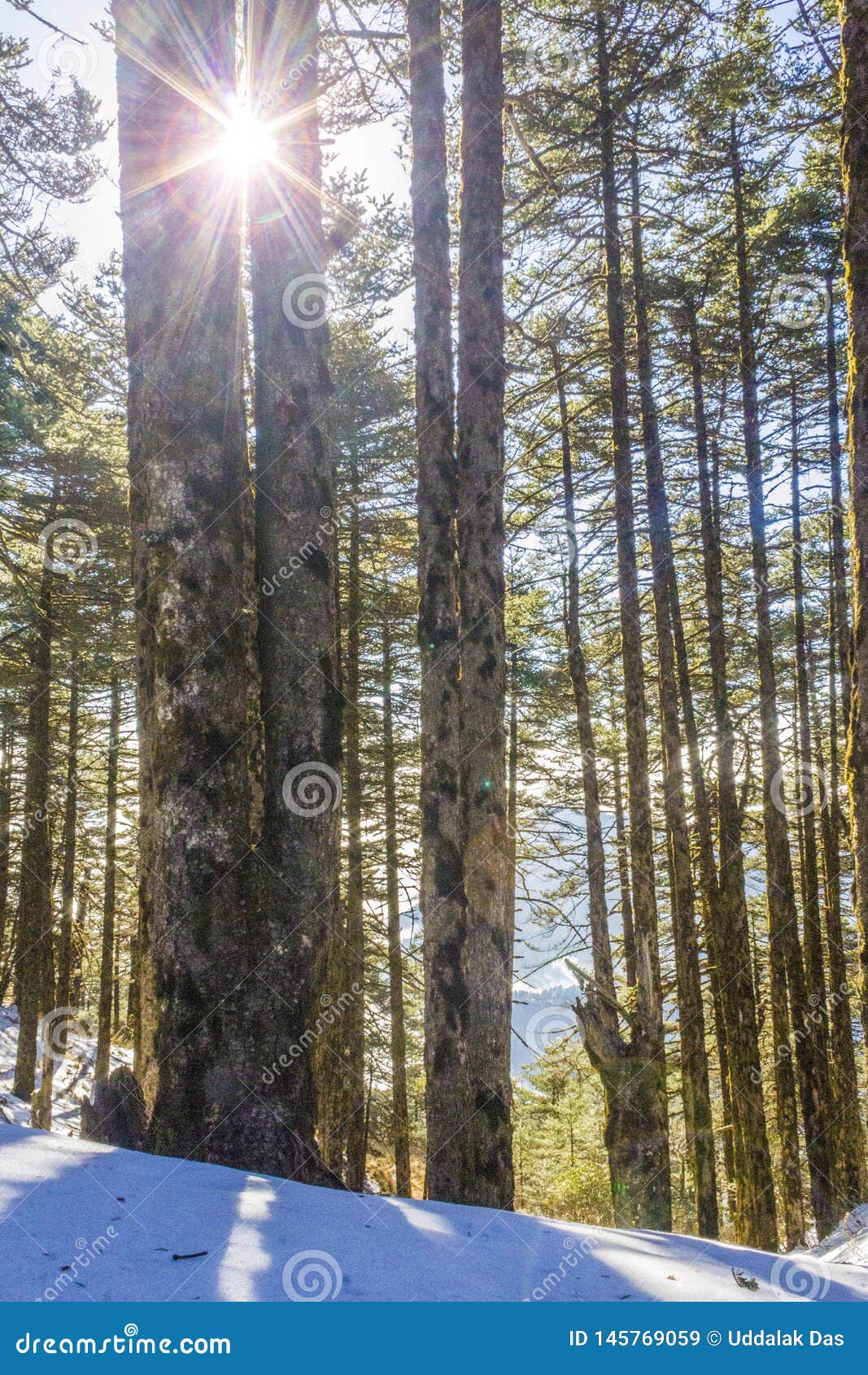 Snow and sun stock image. Image of mountain, snow, trees - 145769059