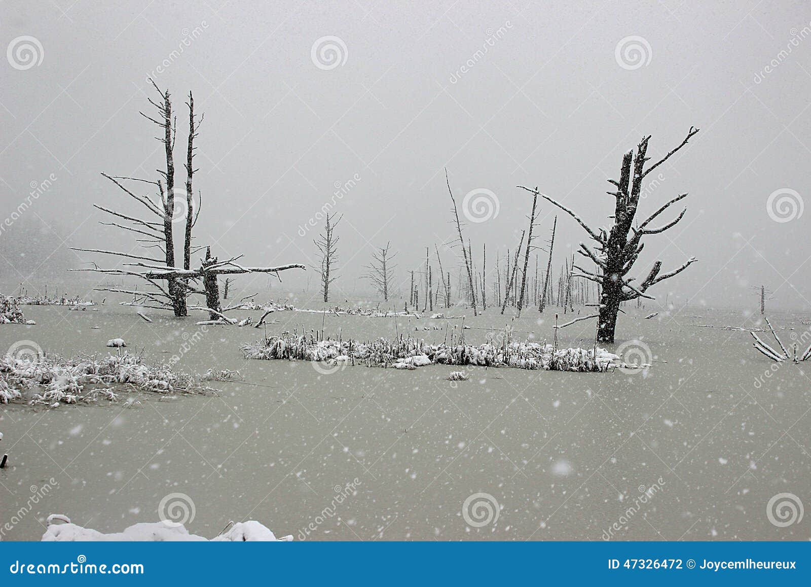 Snow at the Swamp stock photo. Image of landscape, trees - 47326472