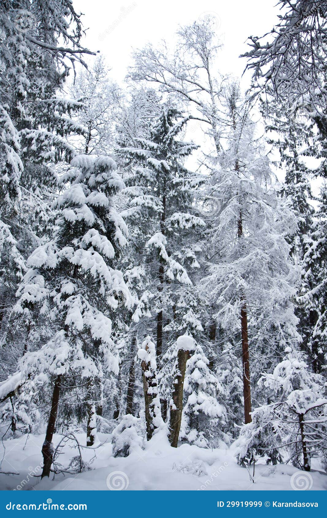 Vinterskog fotografering för bildbyråer. Bild av miljö - 29919999