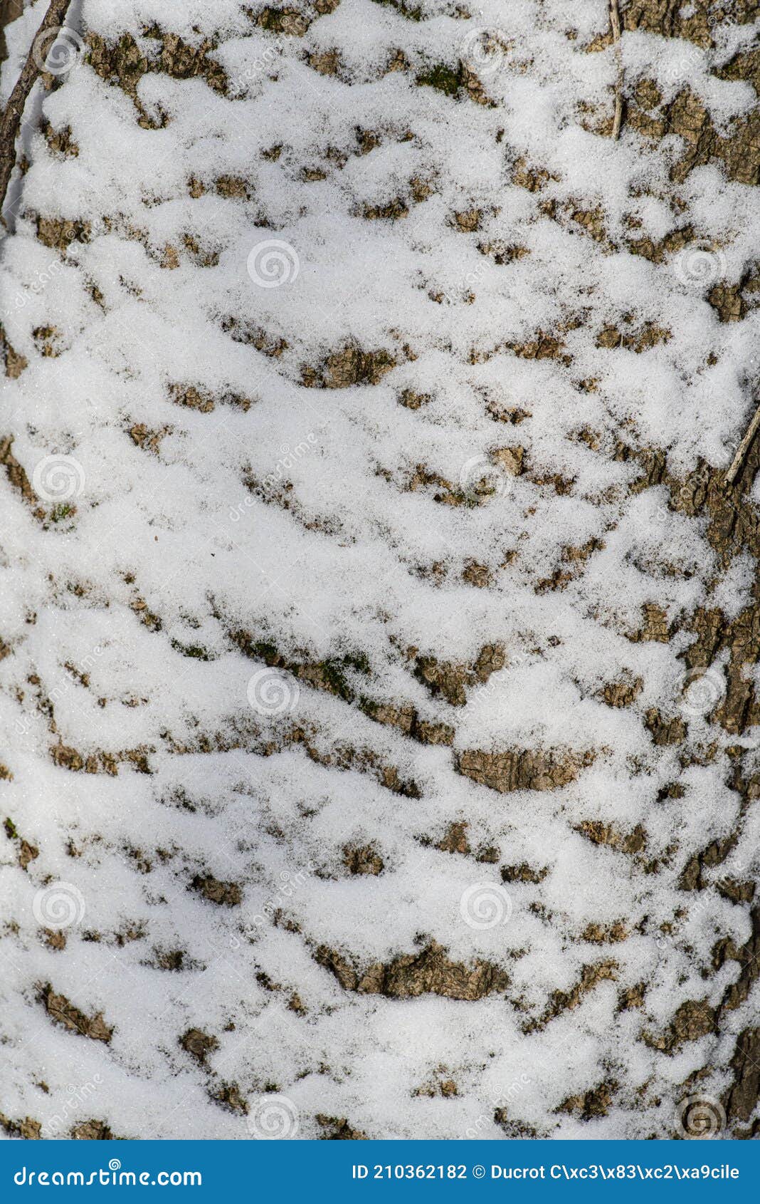 Snow Texture on a Tree Trunk Stock Photo - Image of brown, season ...