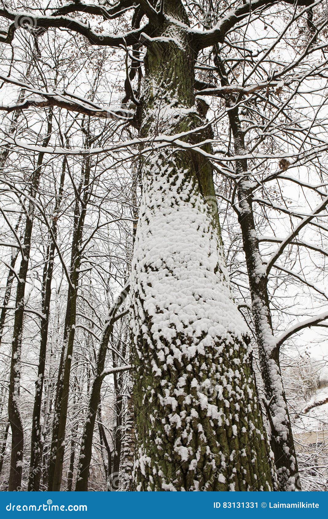 Snow Texture on a Tree Trunk in Winter Landscape. Stock Image - Image ...