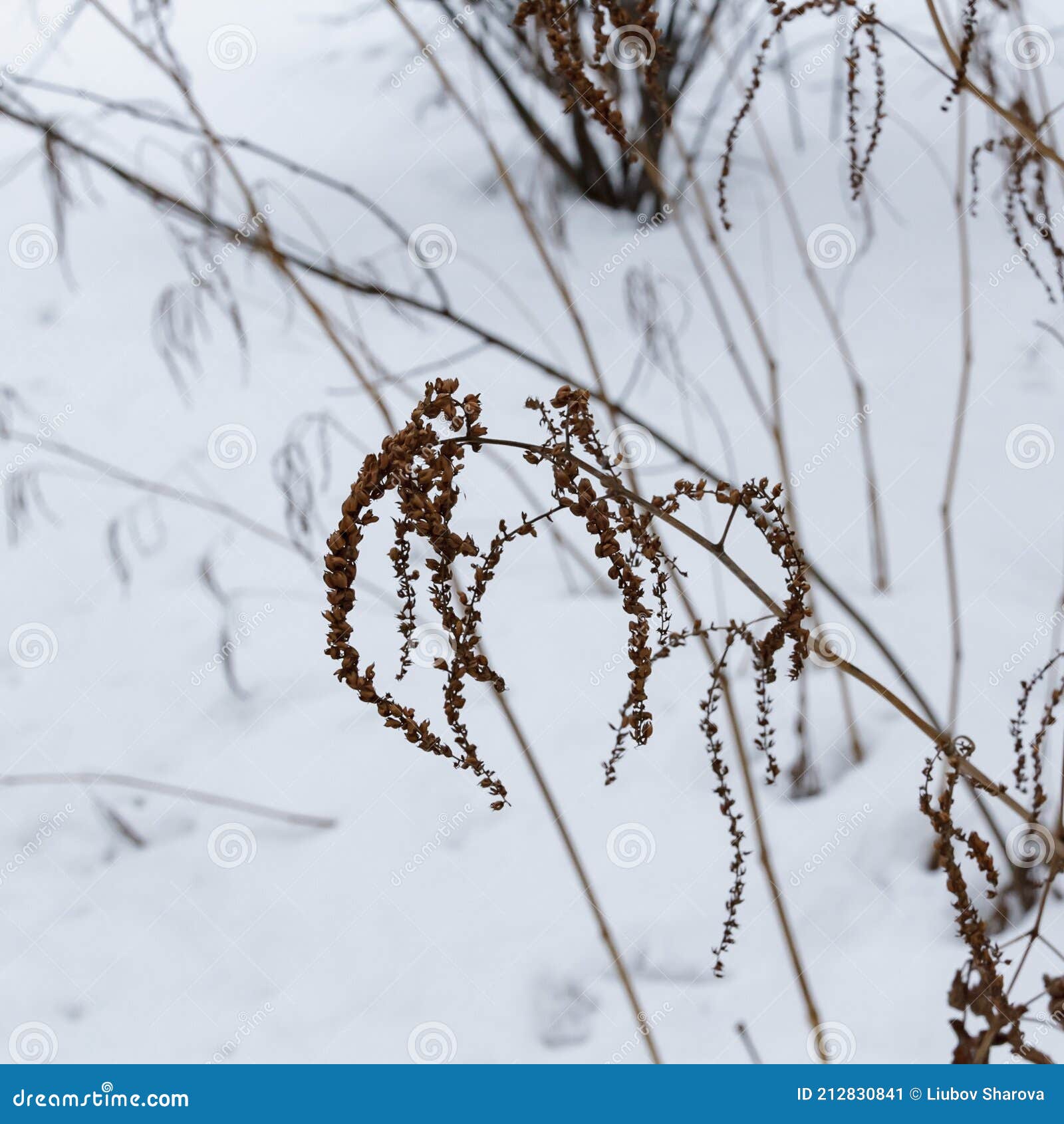 Snow Texture, Winter Scene stock image. Image of abstract - 212830841